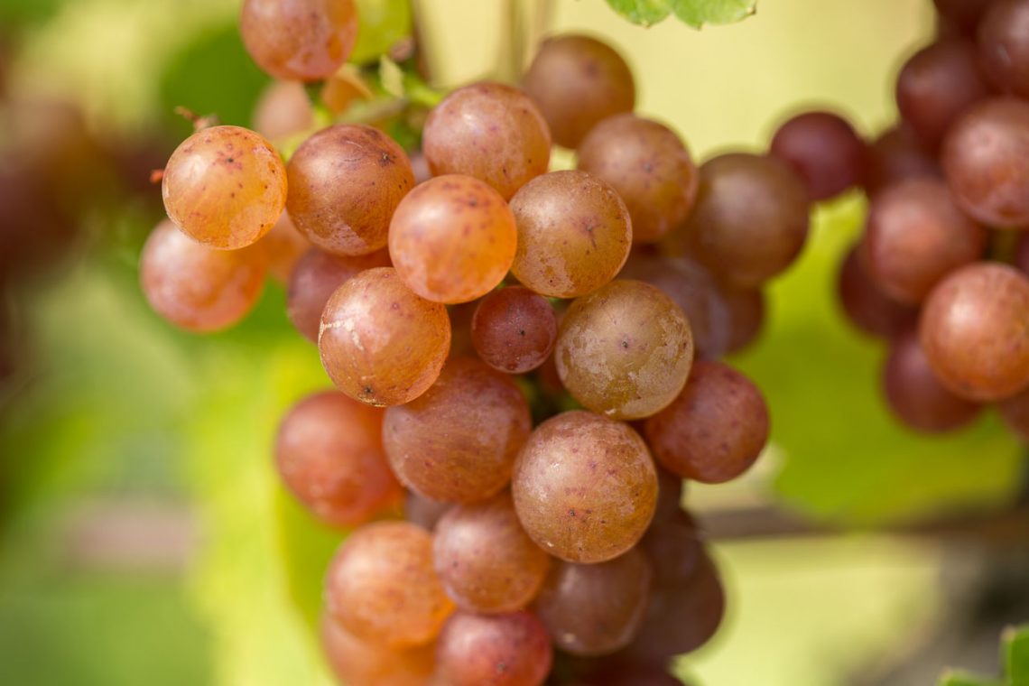 Traminer (Weißer Traminer & Roter Gewürztraminer) - Steirische ...