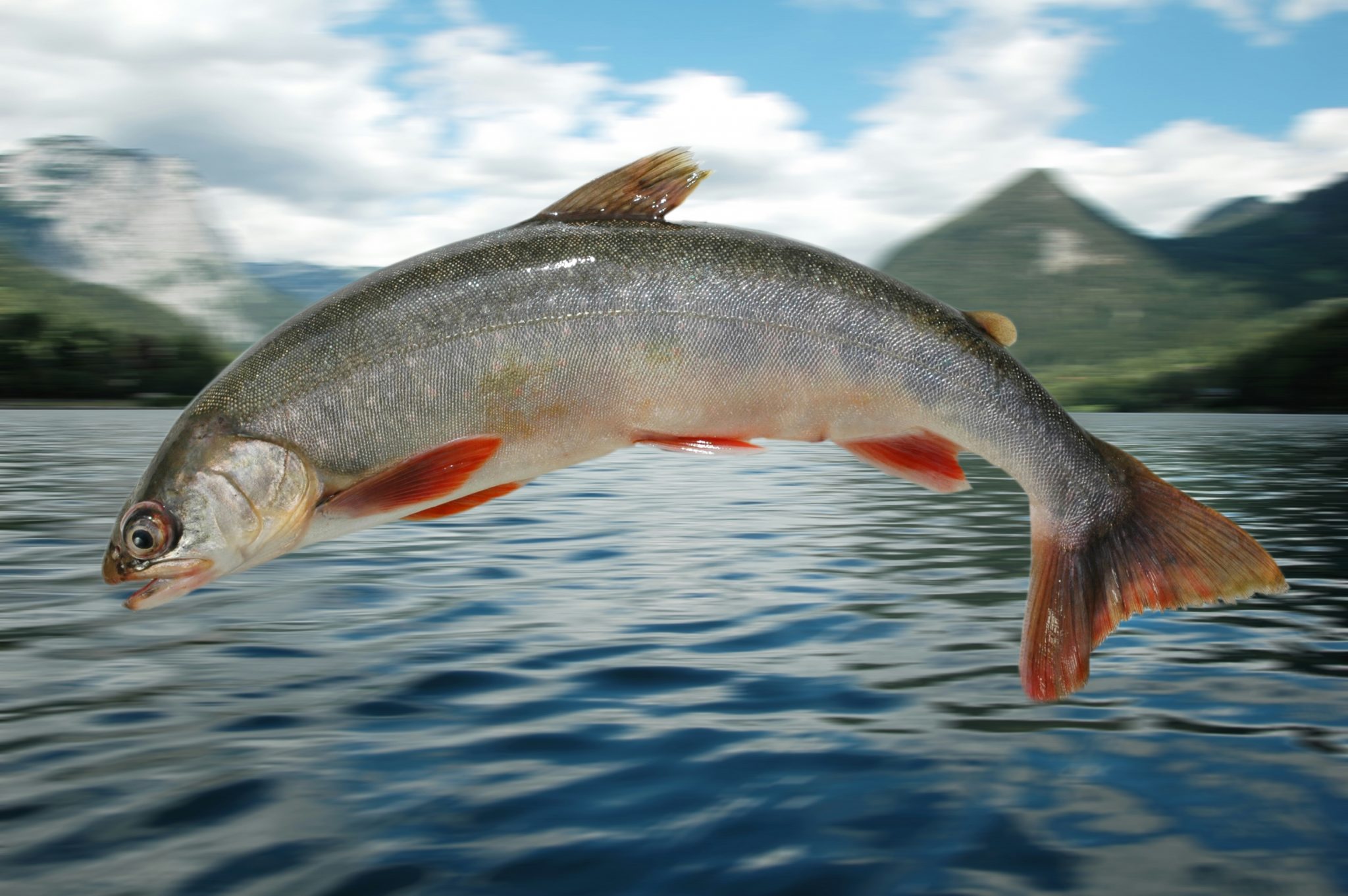 Ausseerland Seesaibling - Steirische Spezialitäten