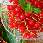 Beeren im Sommer: Ein Überblick über die Sortenvielfalt